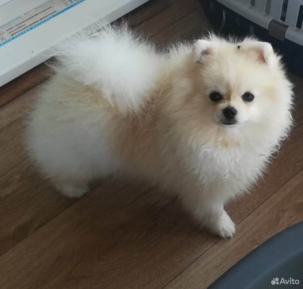Померанский шпиц 1.5 года