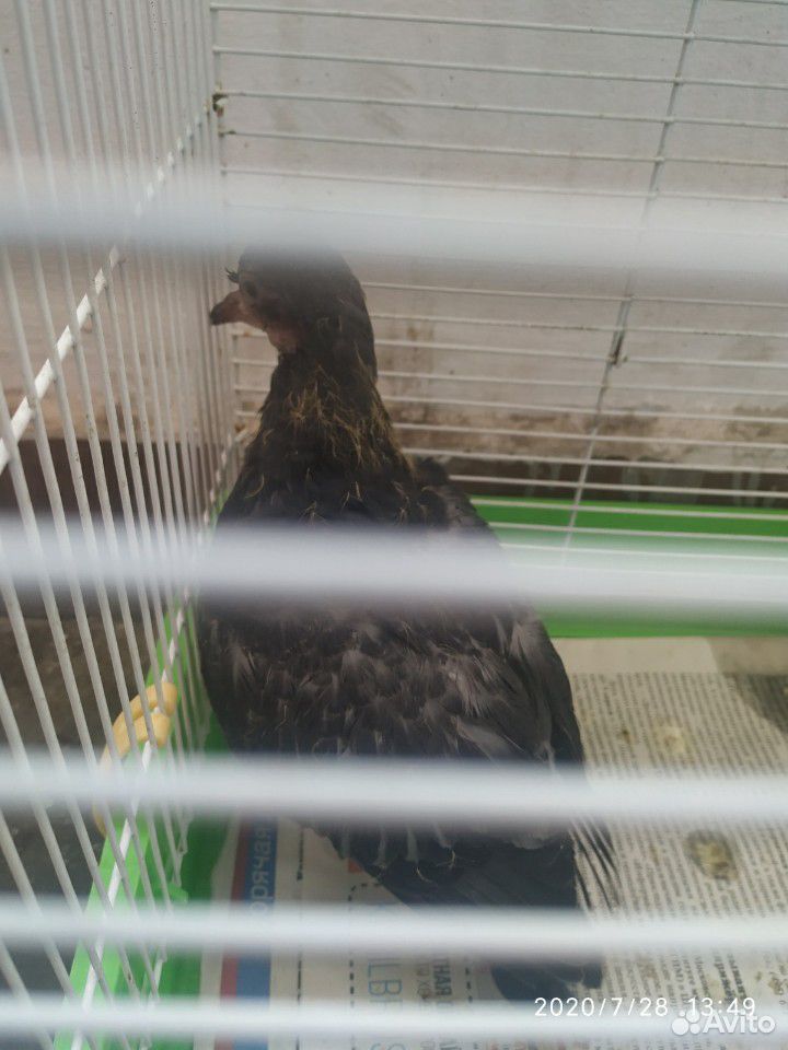 Голубь птенец