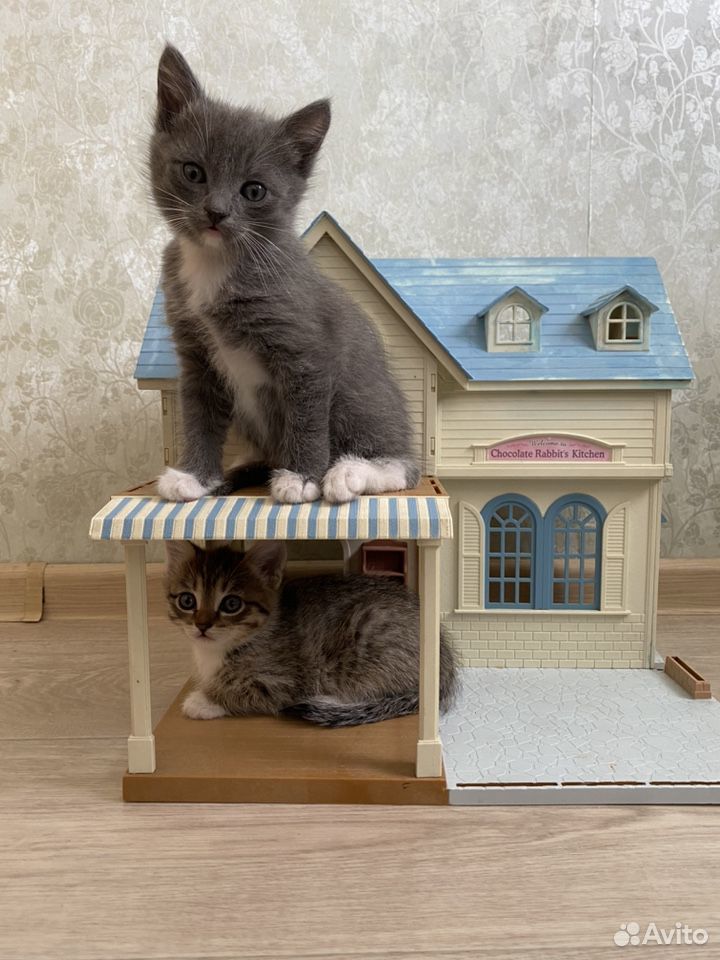 Котятки