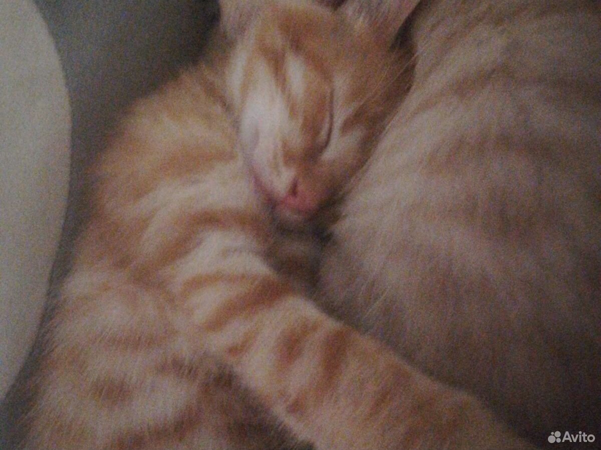 Котик 2 месяца