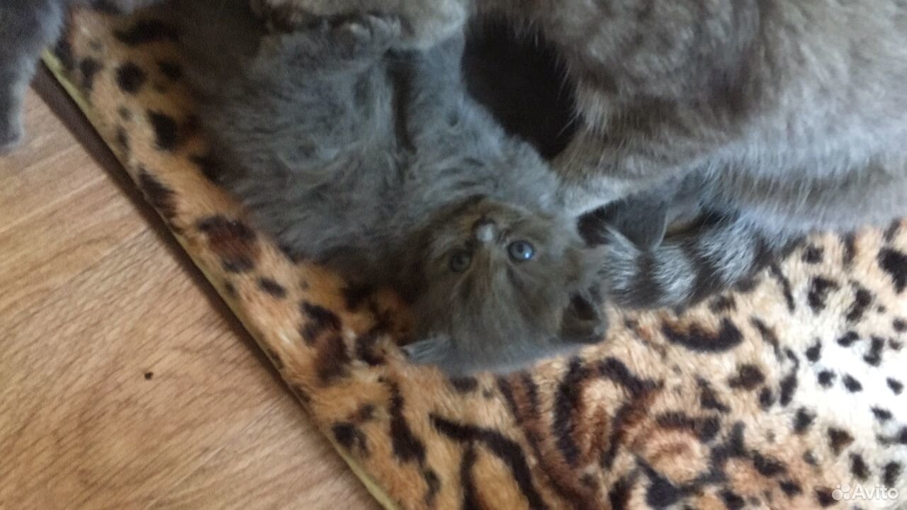 Котятки в добрые руки