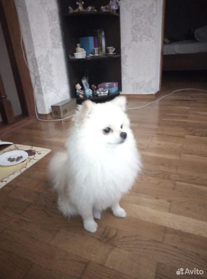 Вязка и случка собаки