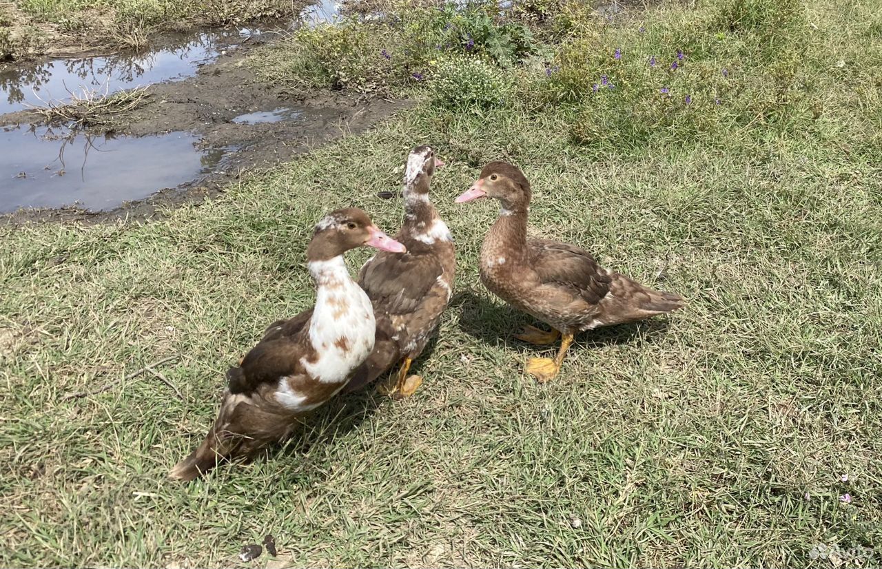 Мускусные утки