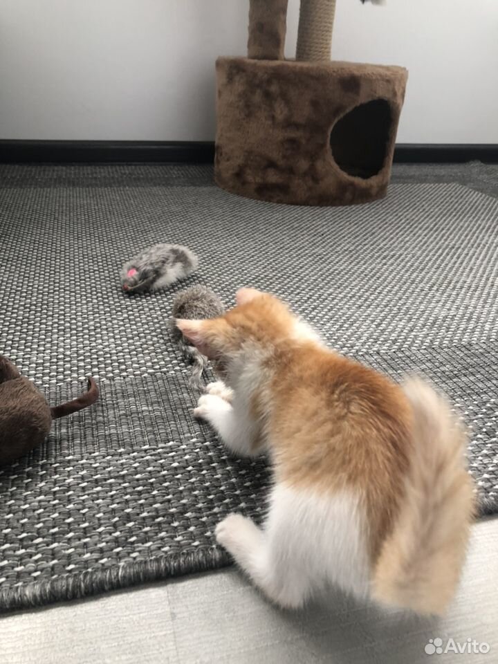 Котёнок
