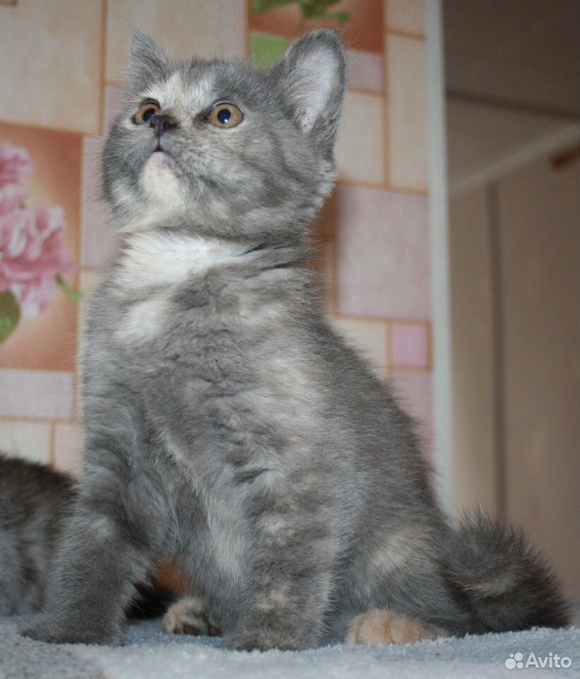 Кошечки шотландские