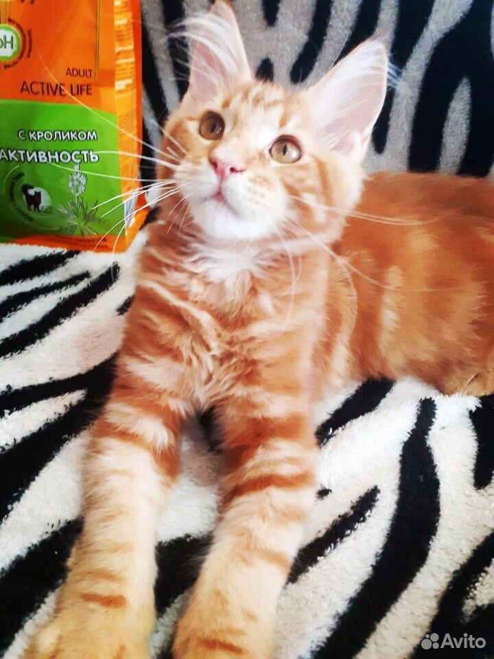 Золотой мальчишка