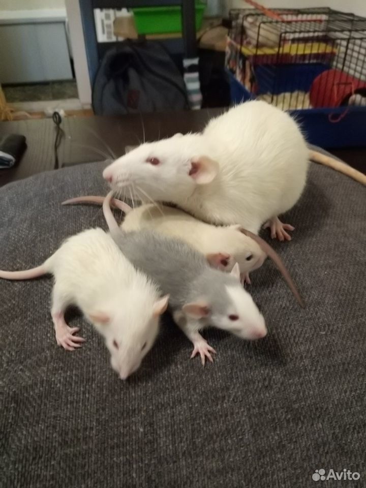 Декоративные цветные крысы