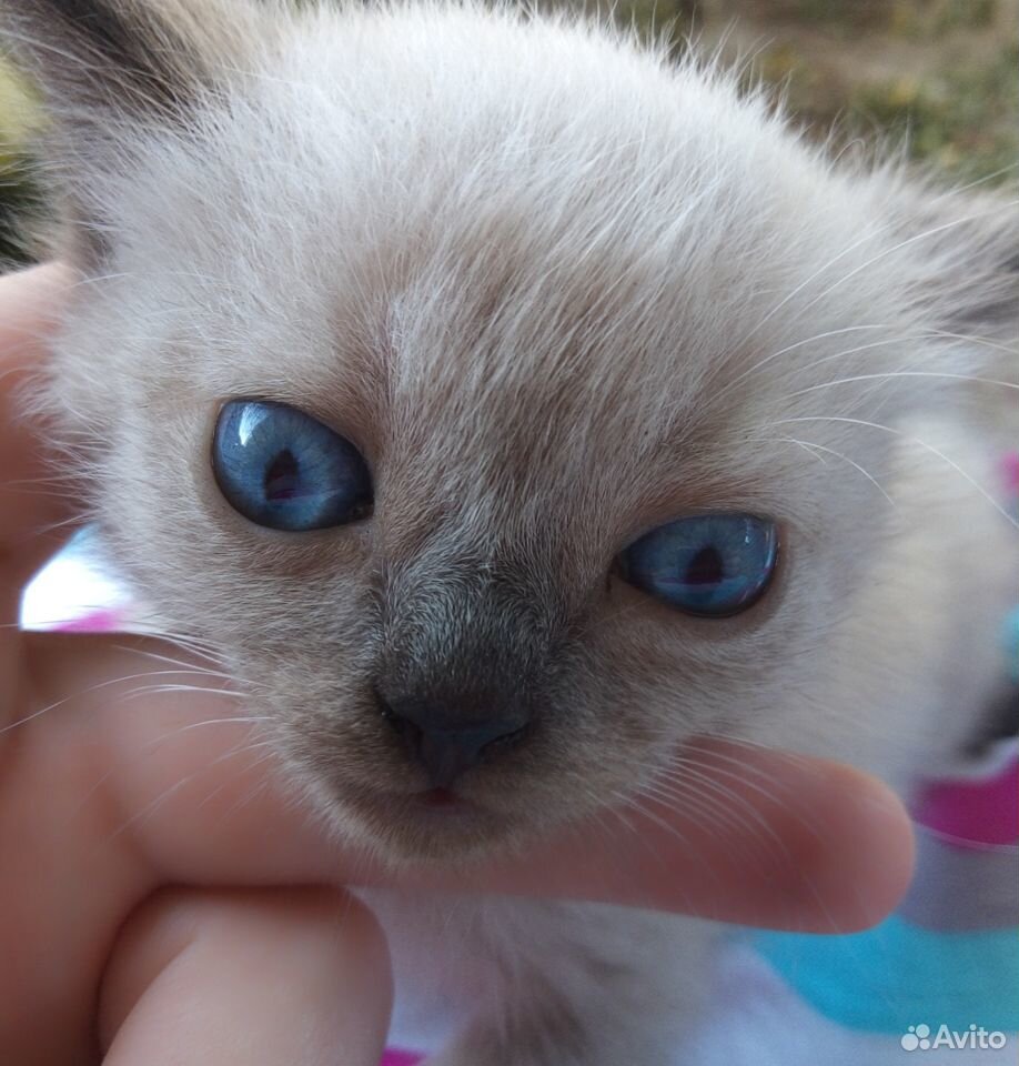 Сиамский котенок (девочка) отдам