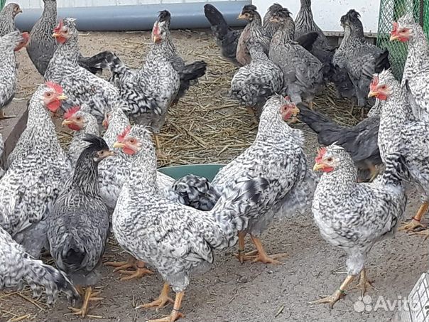 Петухи Фавероль и Легбар