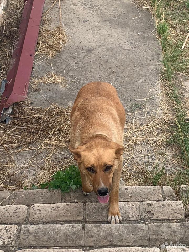 Рыжуля в добрые руки