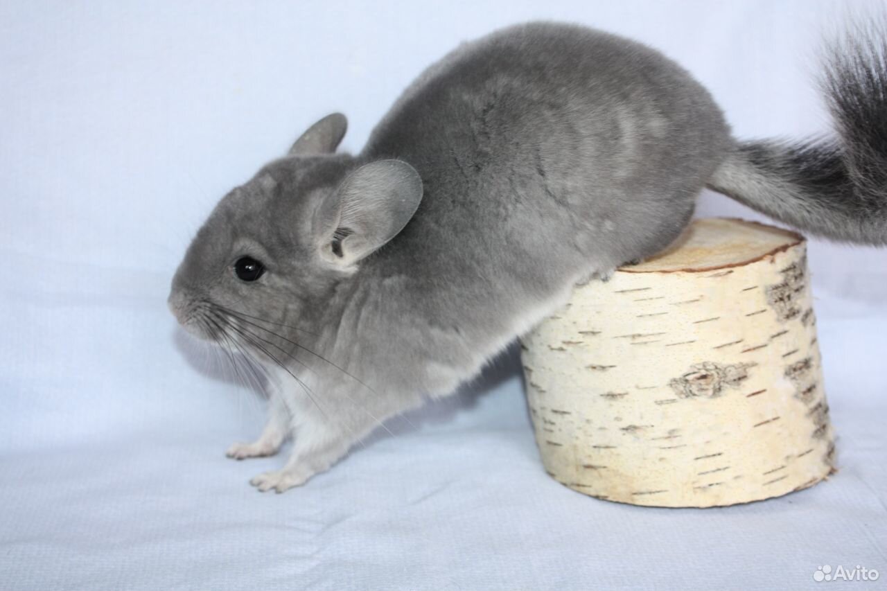 Мальчик фиолет носитель сапфира и ангоры