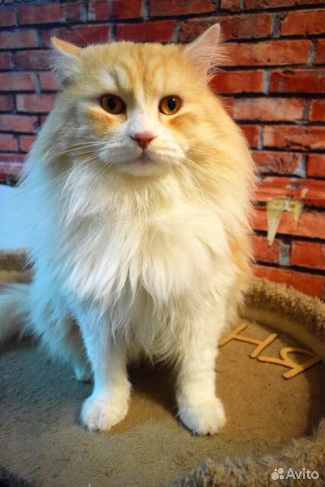 Кот Сэм 1,5 года ищет дом