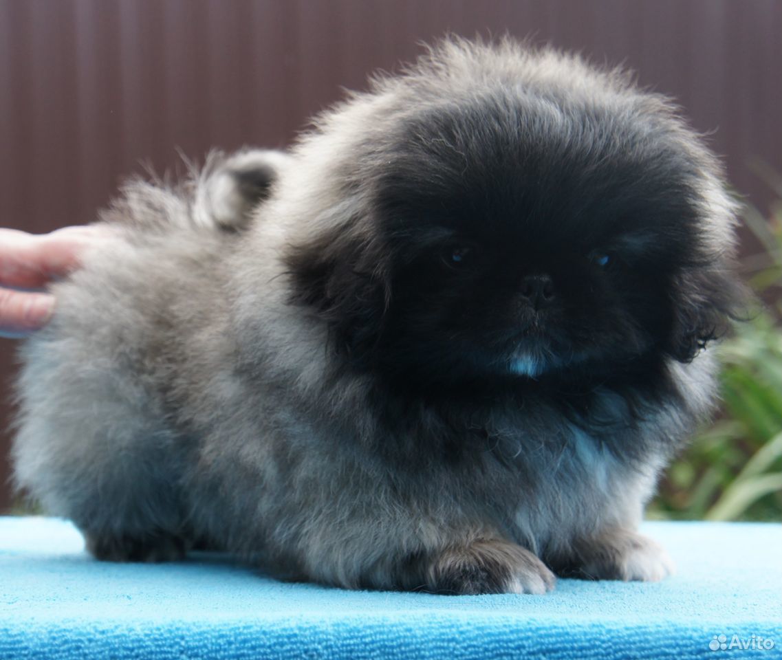 Щенок пекинеса - мальчик