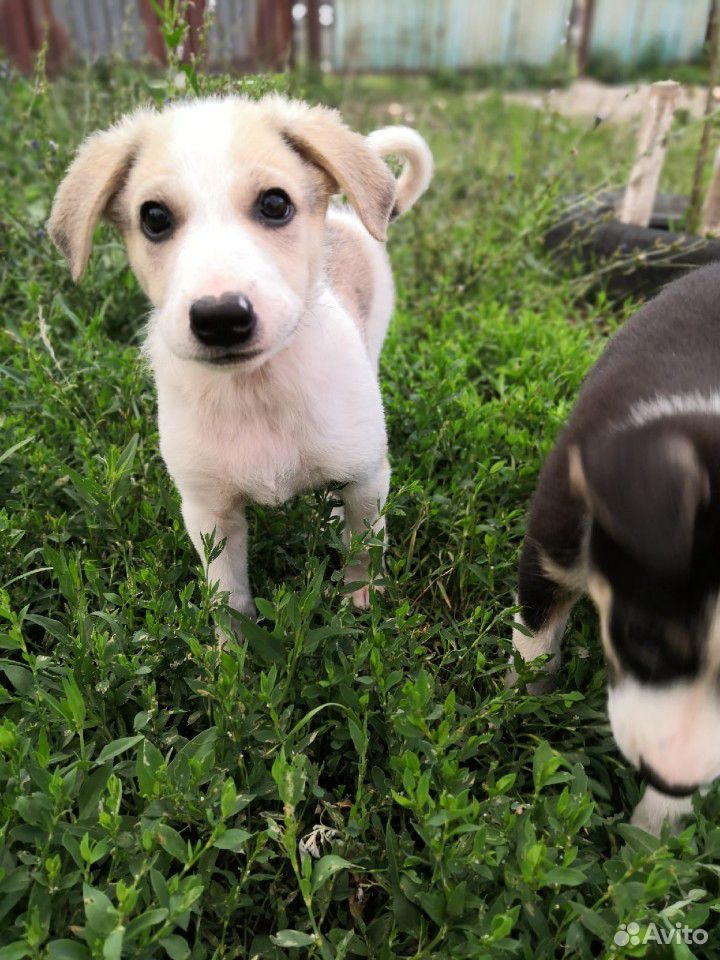 Щенок Лайма мечтает о семье