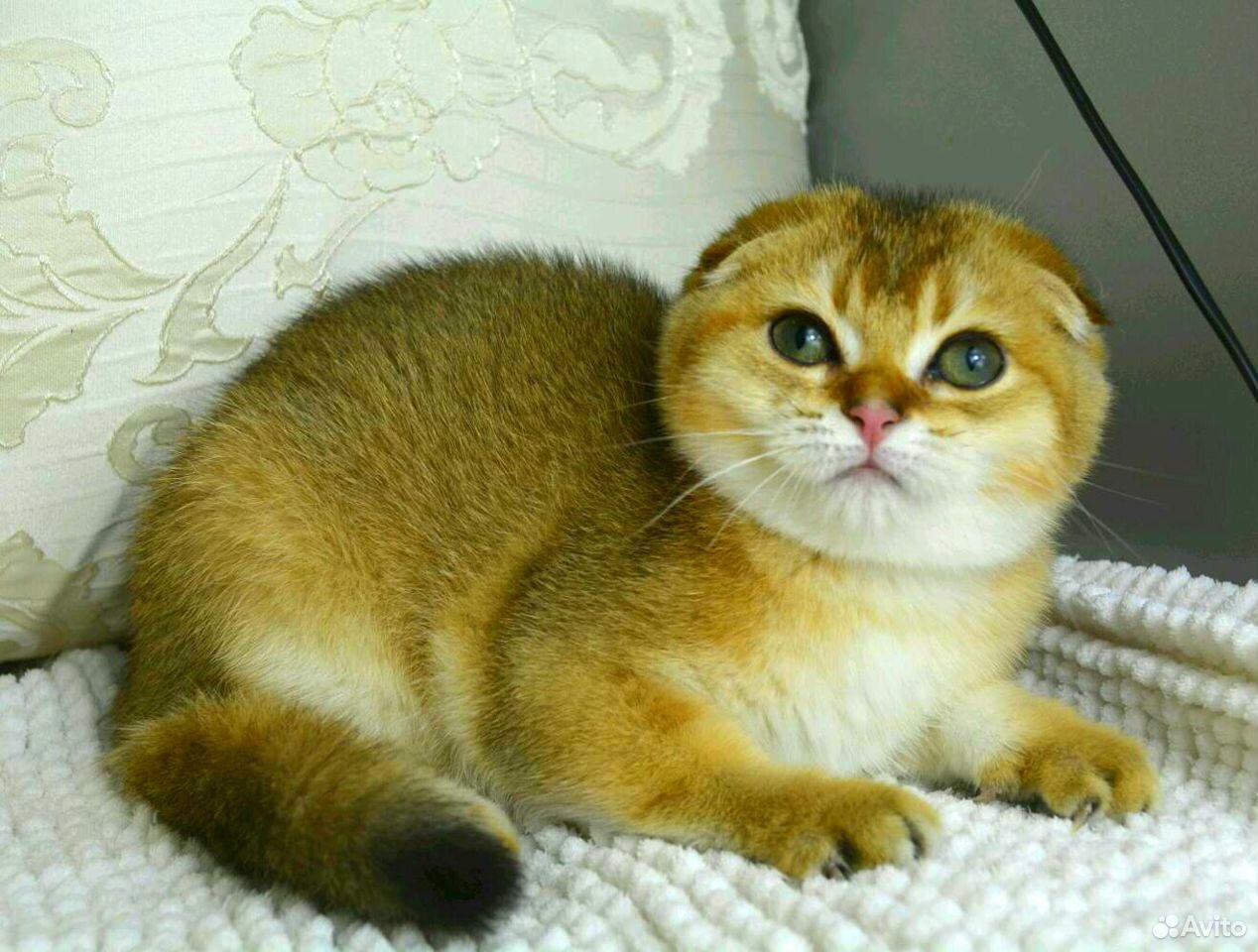 Супер Котята Щотландцы, Золотые Милашки