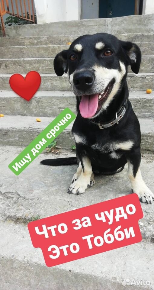 Тобби нужна семья