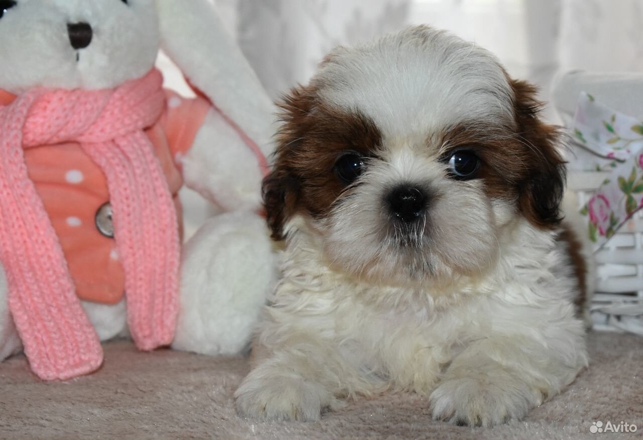 Малыши Ши-тцули