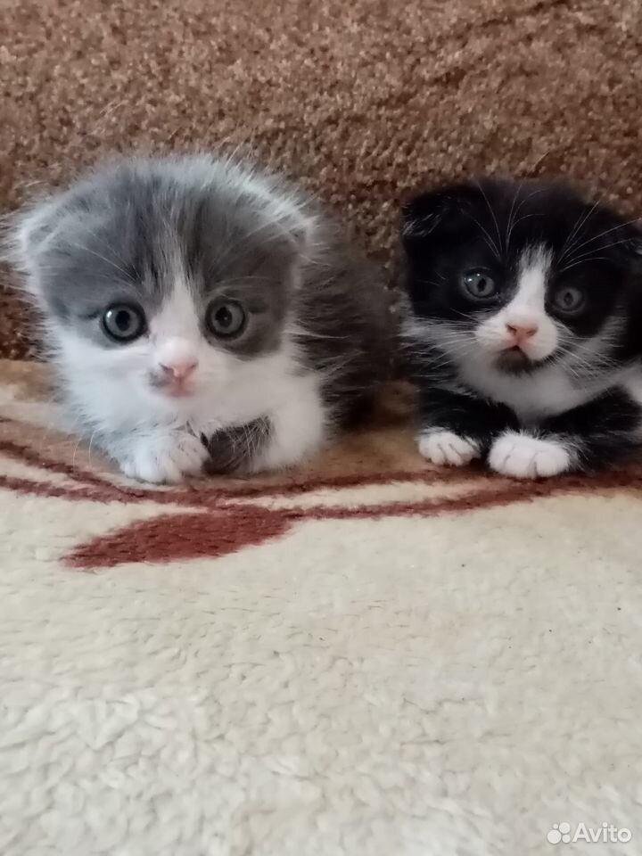 Шотландские котята