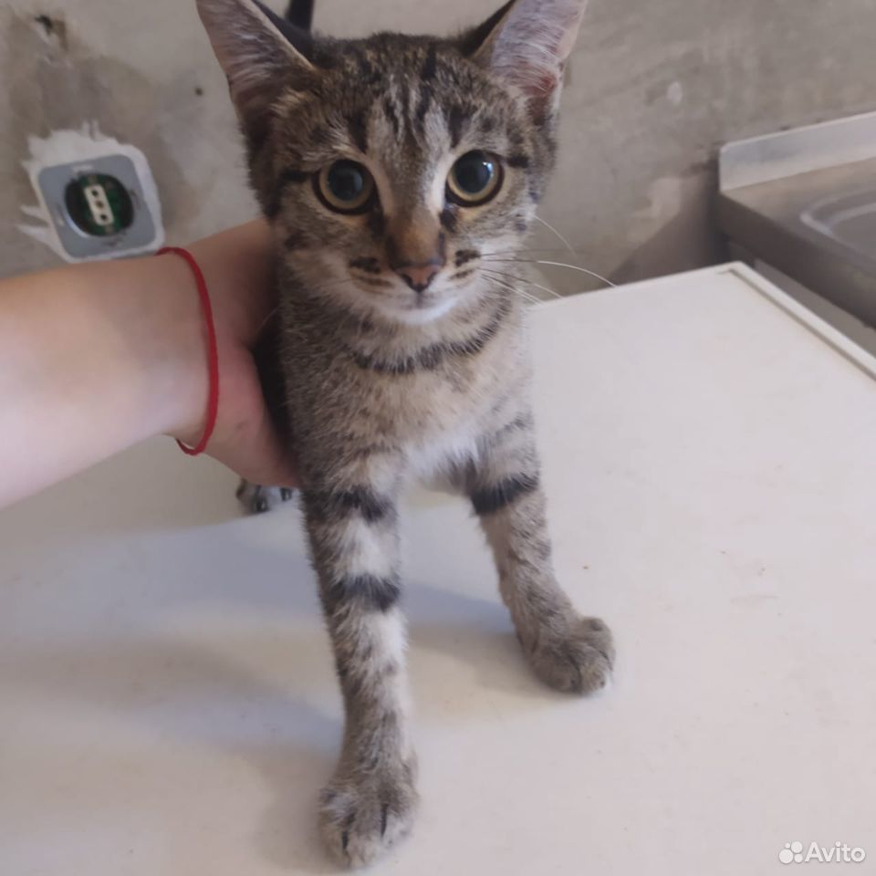 Кошечка 5 мес