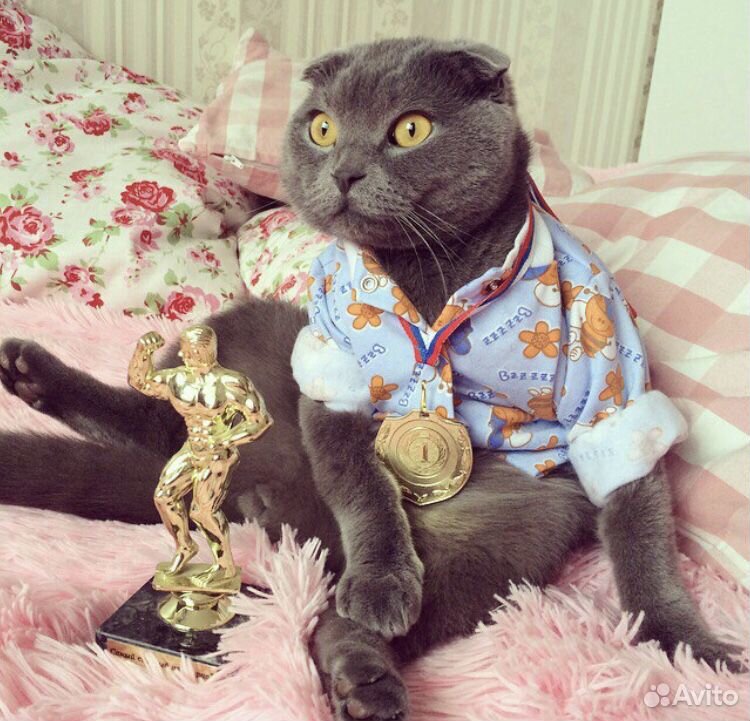 Кот Тайсон