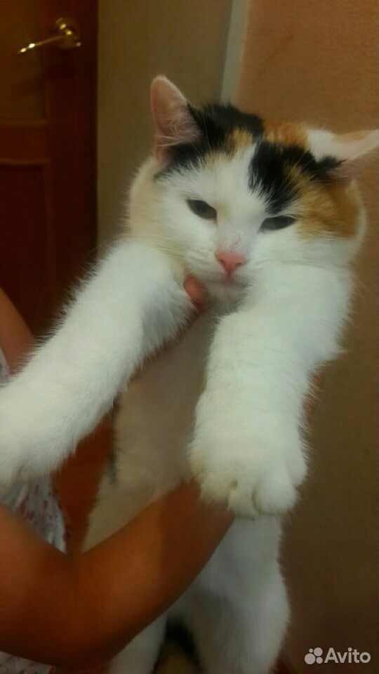 Плюшевый хомячок