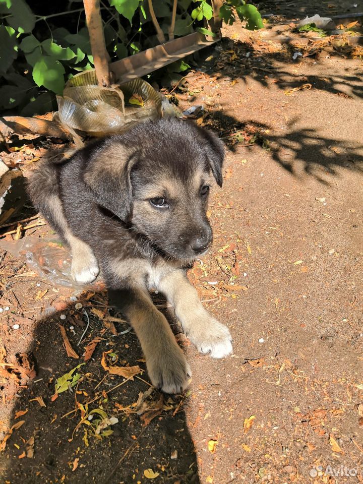 Отдам в надежные ручки