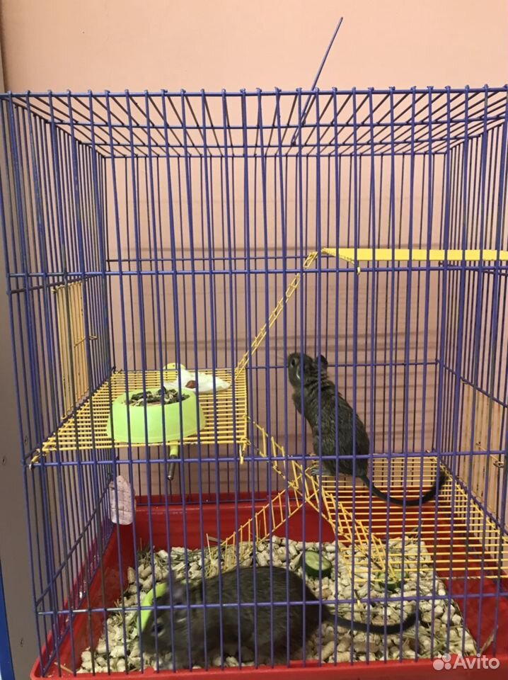 Два Дегу+клетка