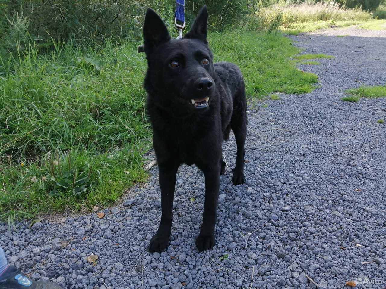 Раф, типаж Восточноевропейской овчарки