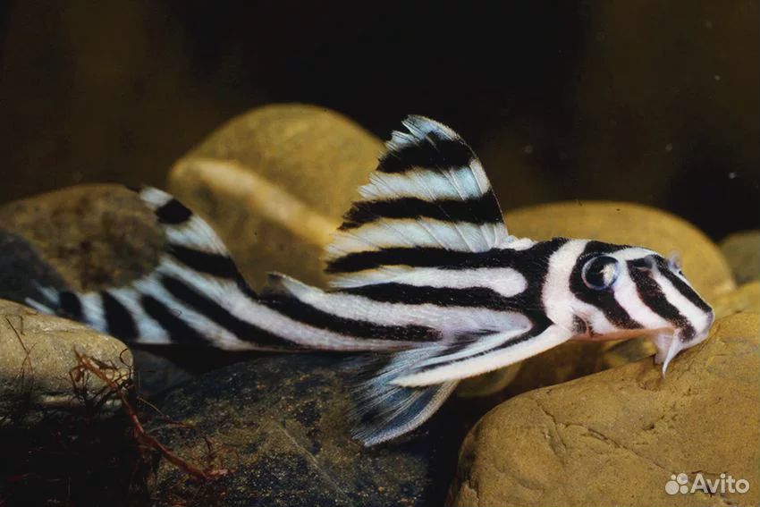 Номерной сом l046