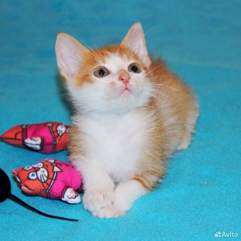 Котёнок Абрикос в добрые руки