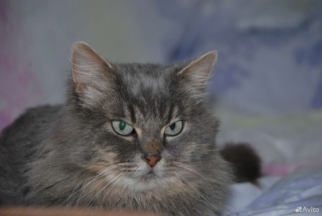 Британец мальчик