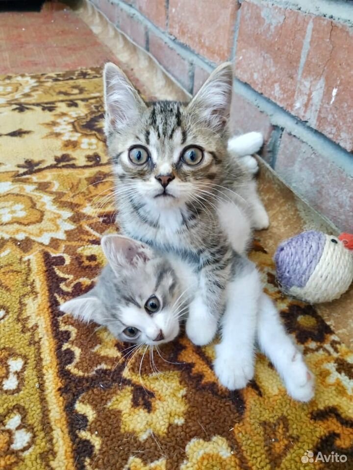 Игривые котята в добрые руки
