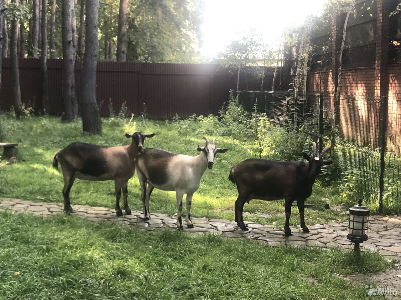 Чистокровная альпийская коза