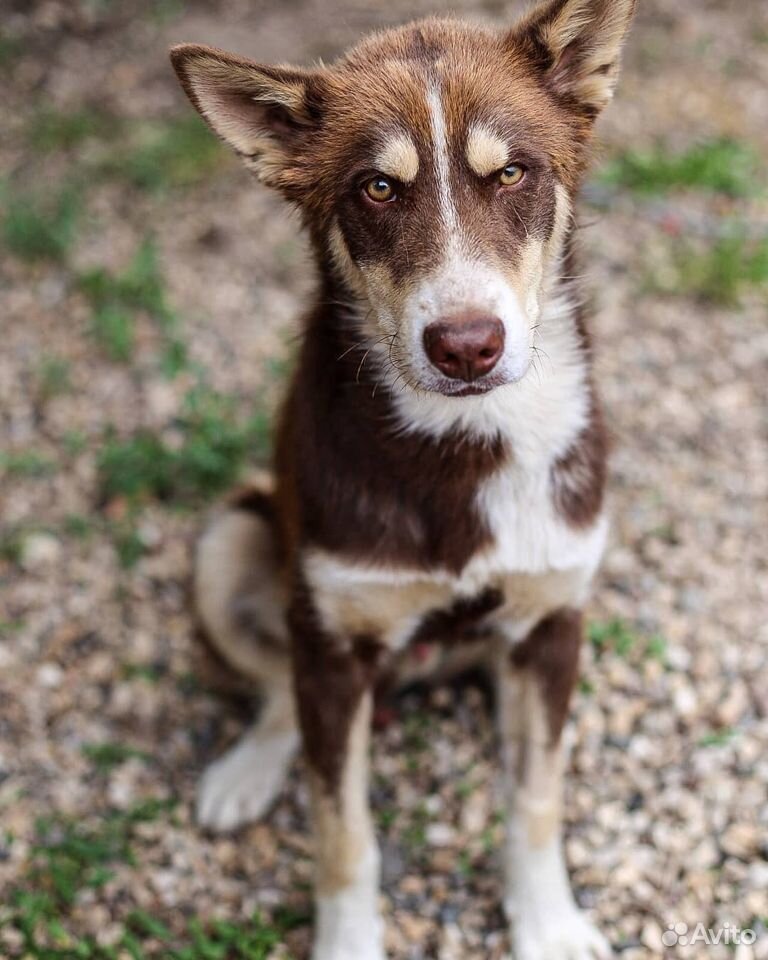 Подросток Хаски ищет дом