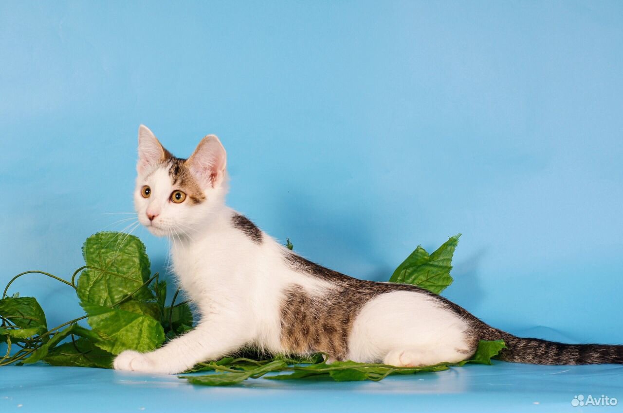 Очаровательный котенок Персик в добре руки