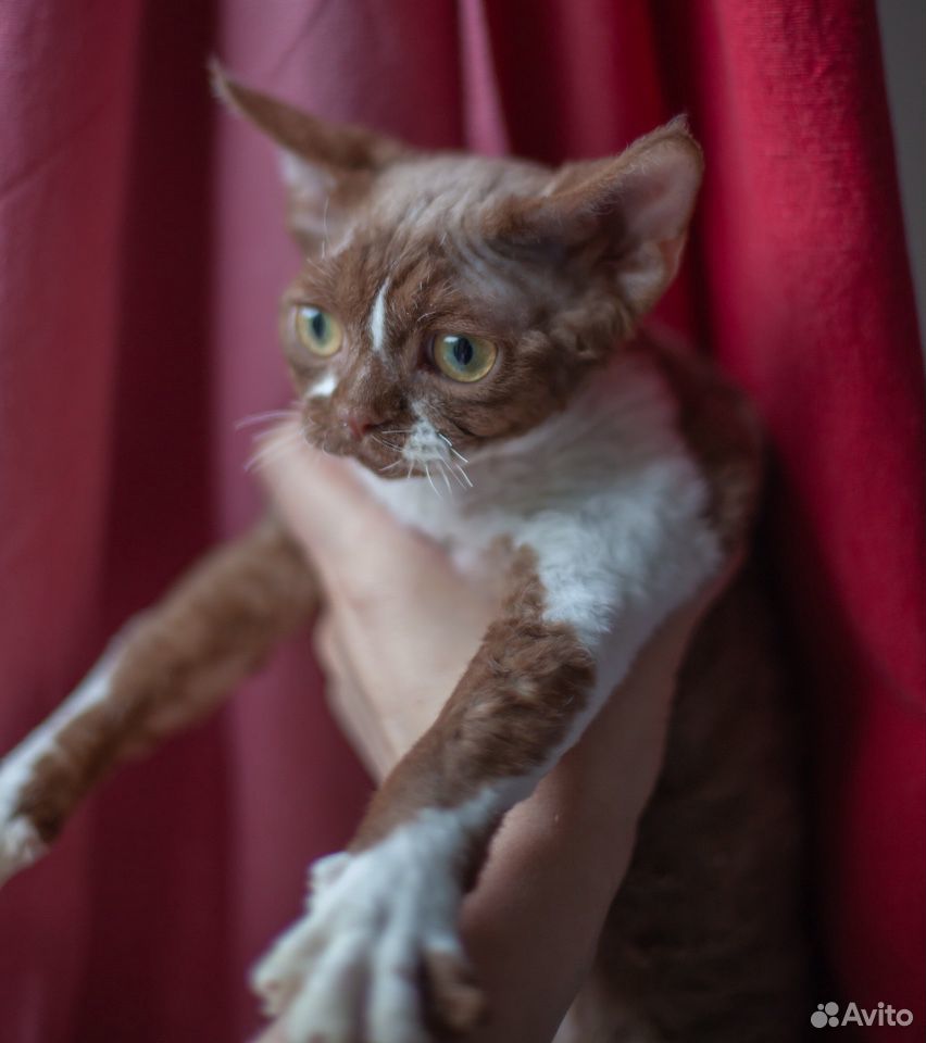 Кошечка девон-рекс в качестве домашнего питомца