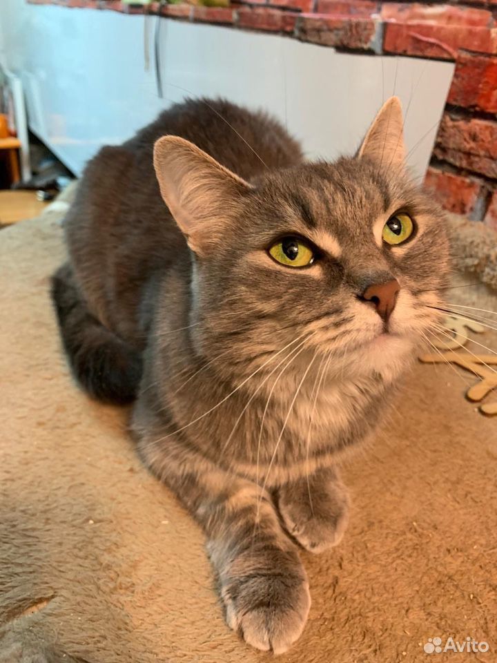 Кошка Шанти 1,5 года