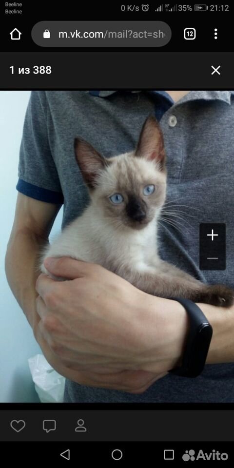 Котенок тайский в добрые руки