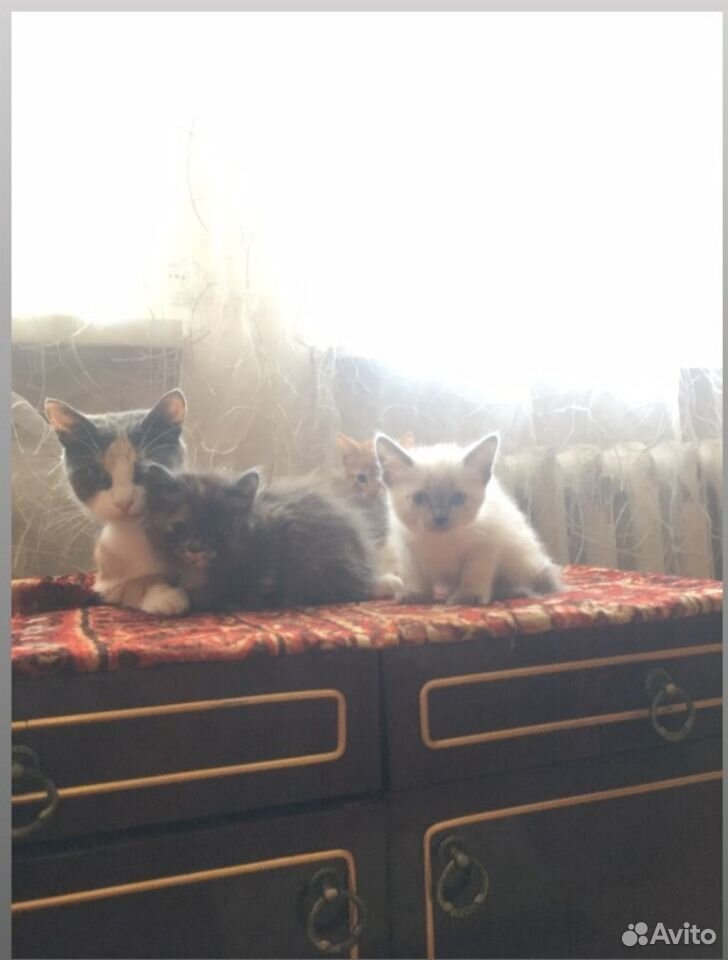 Отдаём котяток только в добрые руки