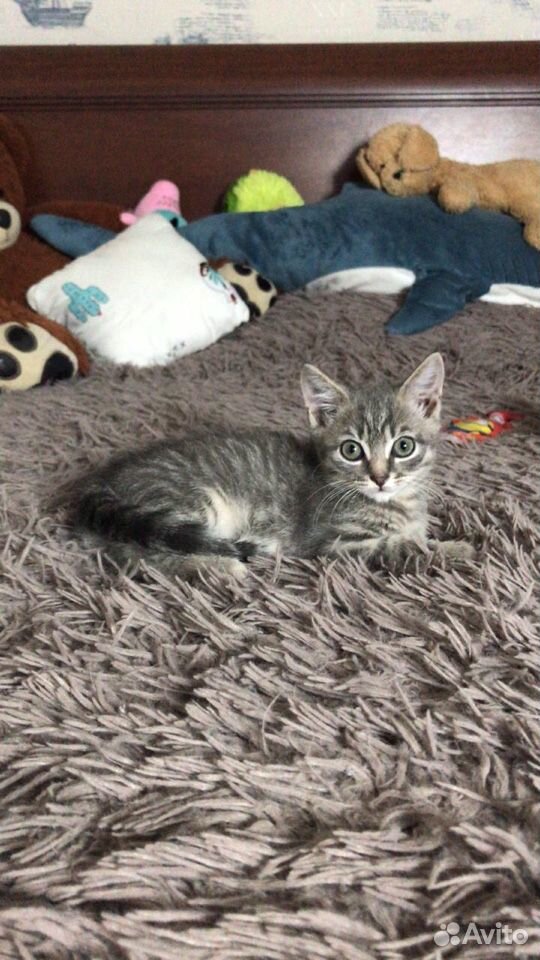 Котёнок британский прямоухий