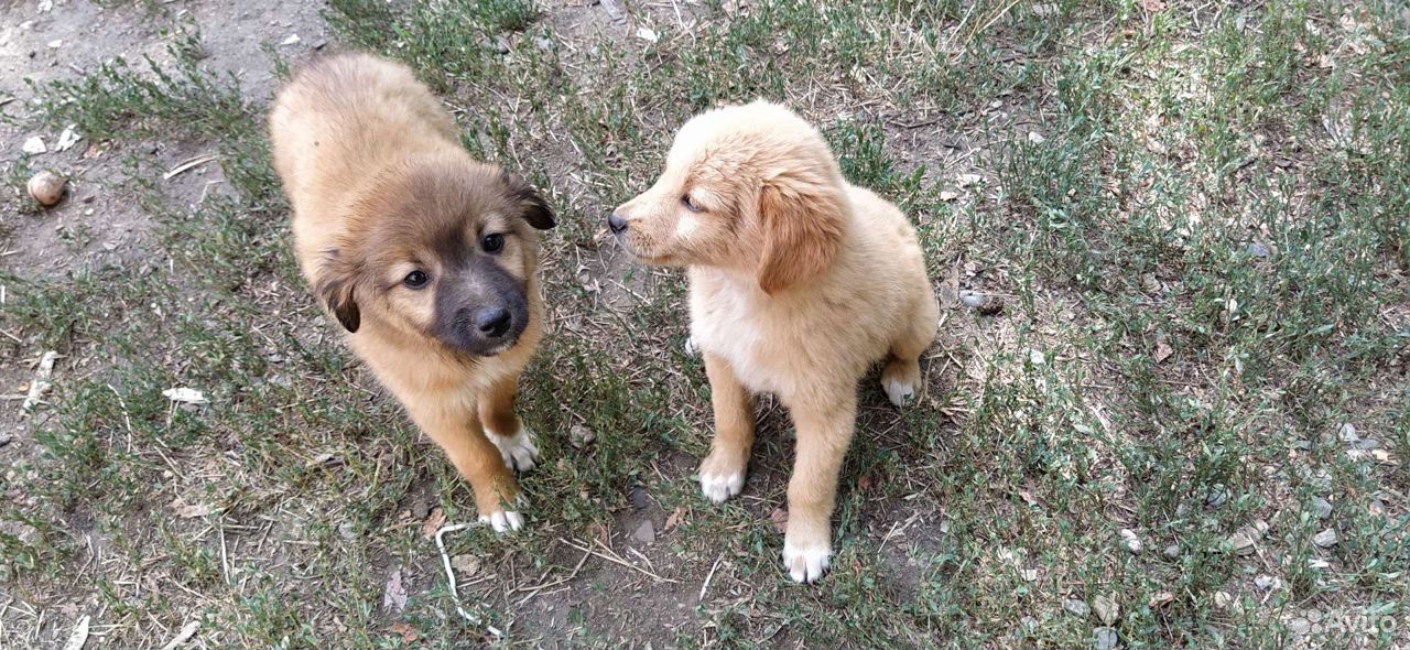 Щенки Бахарвала не чистопородные пастушьи собаки