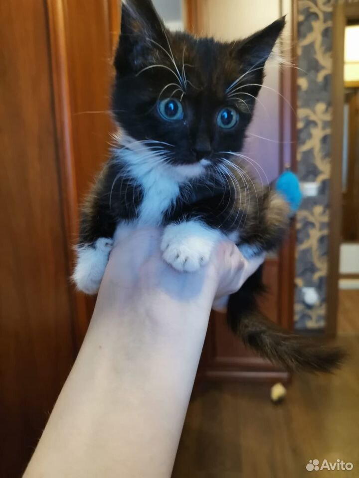 Котенок Зизи, 2 месяца