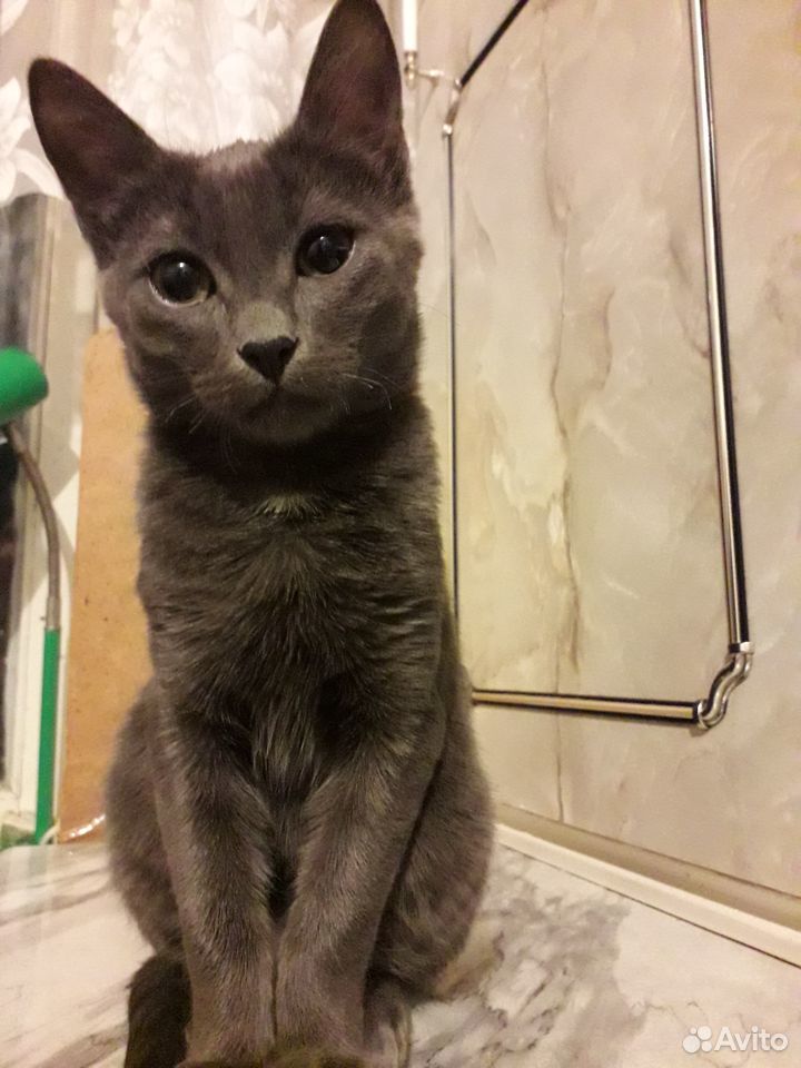 Котик Какосик в добрые руки