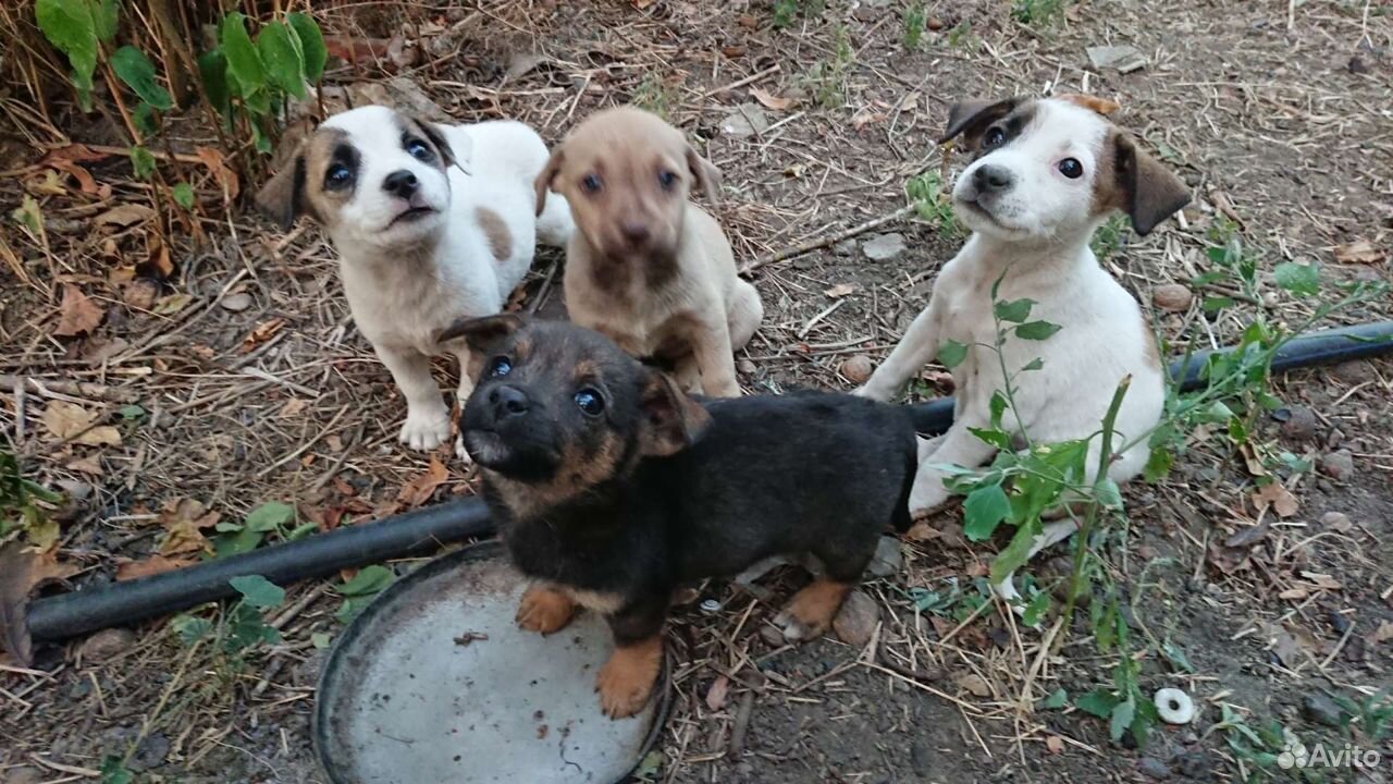 Щенки