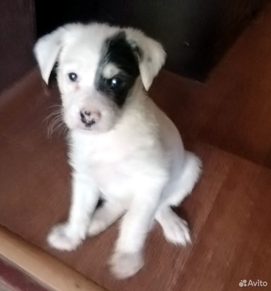 Собака