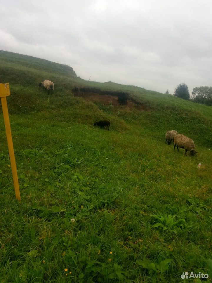 Бараны и овечки