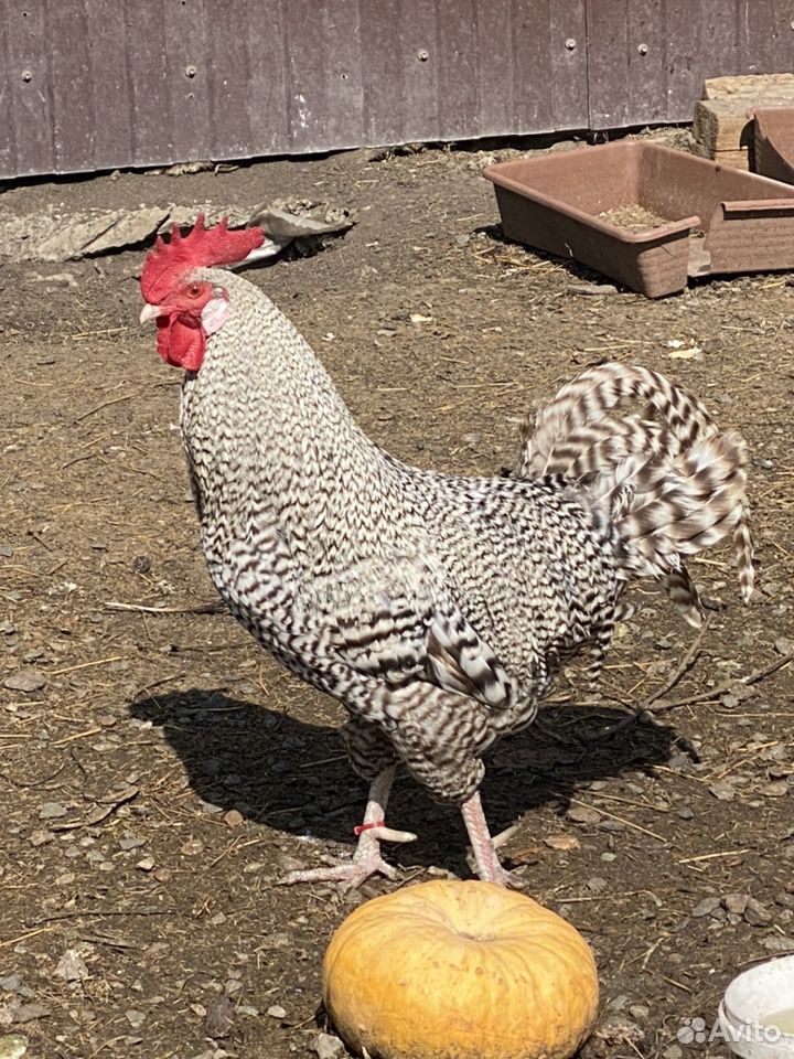 Куры и петухи пород: кучинская юбилейная, полосата