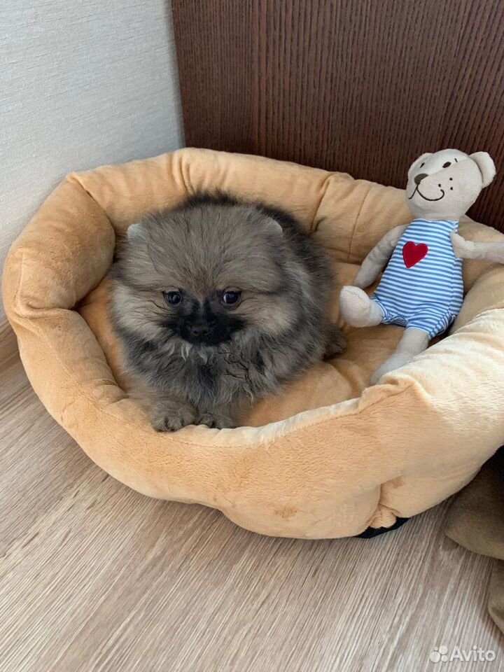 Помиранский шпиц
