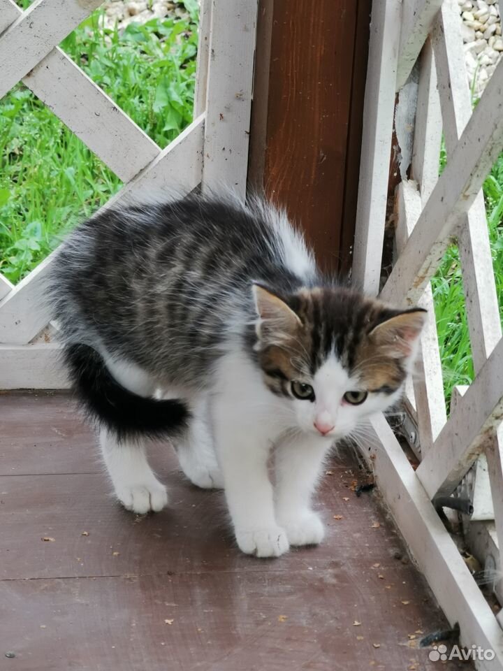 Кошка