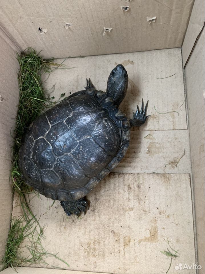 Черепаха водная